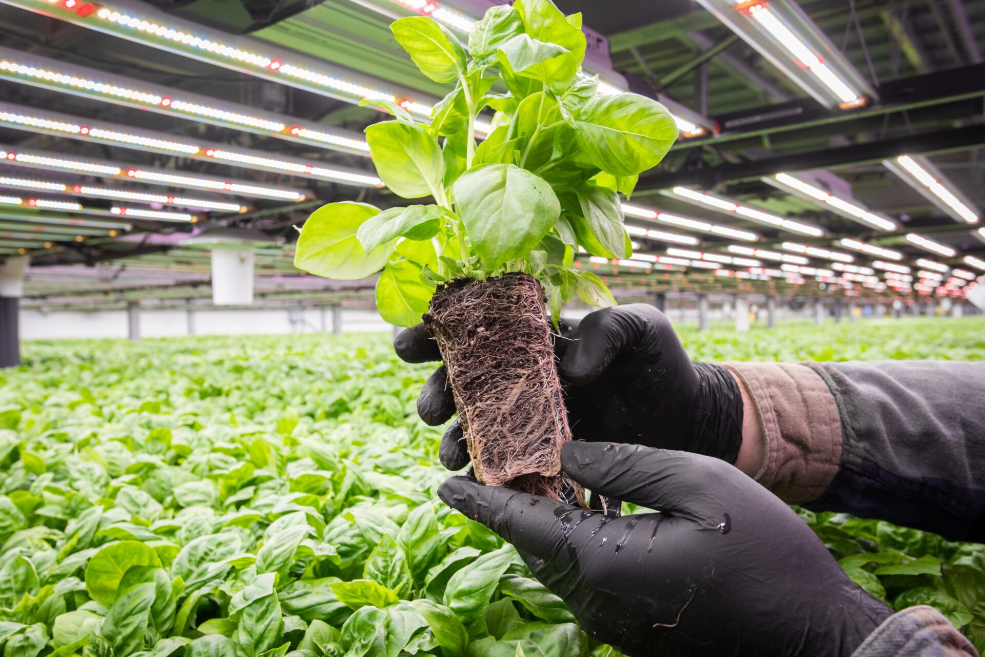 Soli Organic Raises Nearly $125 Million to Expand National Footprint ...