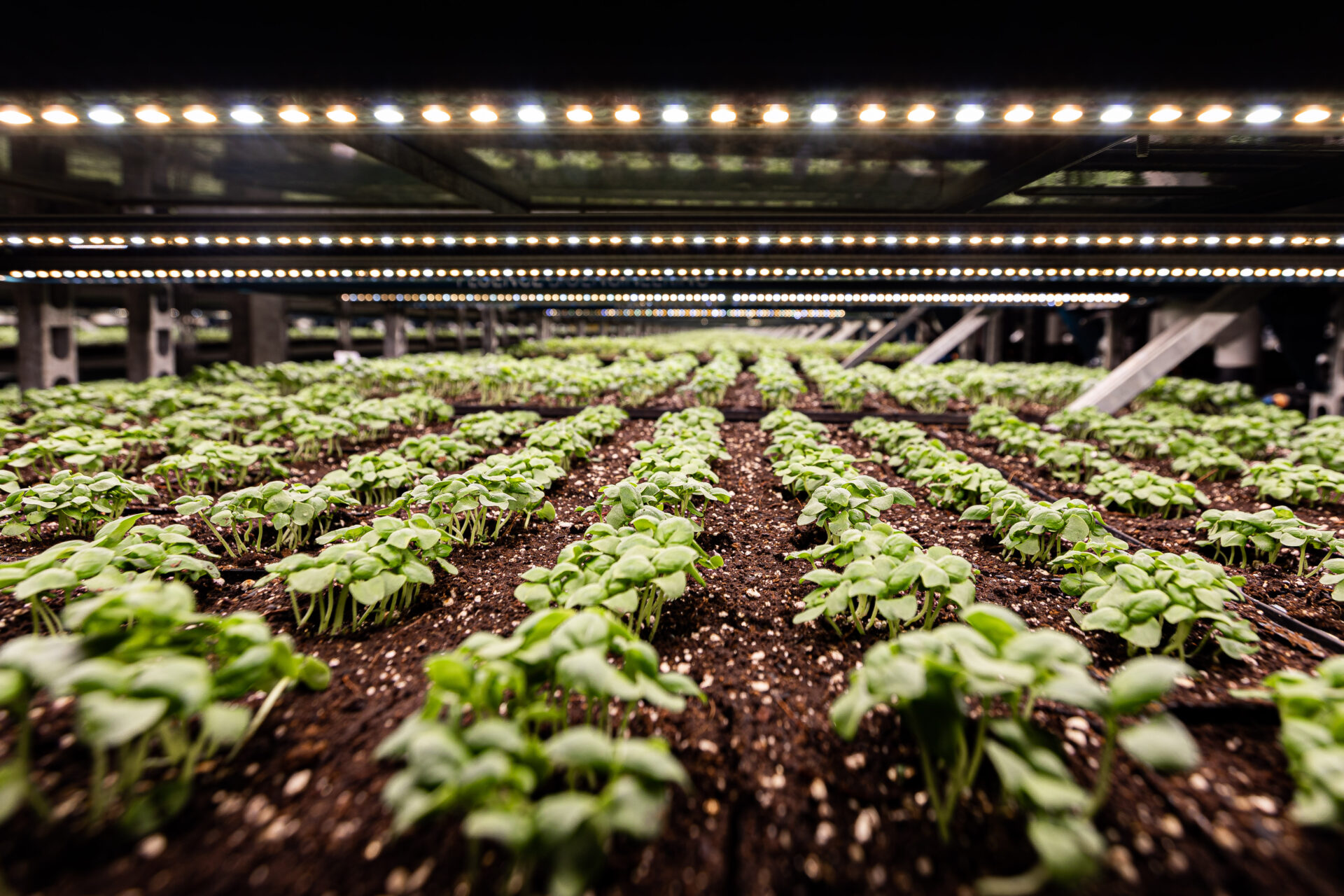 First Soil-Based Organic Indoor Farm in San Antonio - Soli Organic